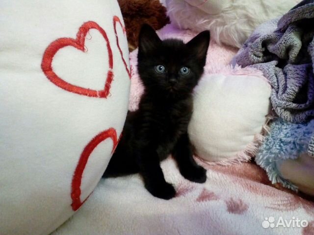 Котёнок в хорошие руки