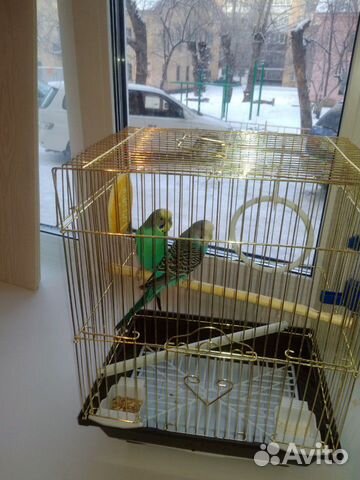 Попугаи волнистые