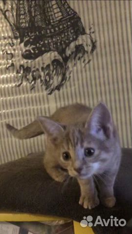 Кошечка ищет семью)