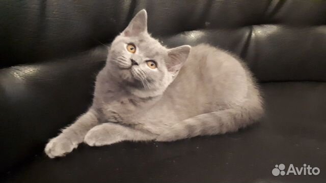 Британский котенок