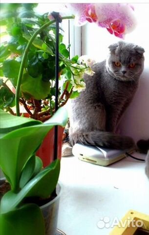 Котик Шотландией отдам в добрые руки