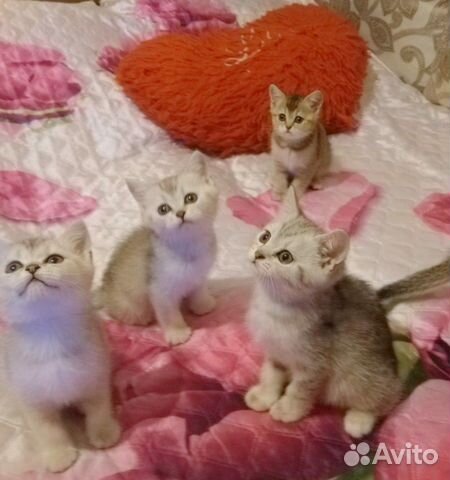 Британские мальчишки шиншиллы
