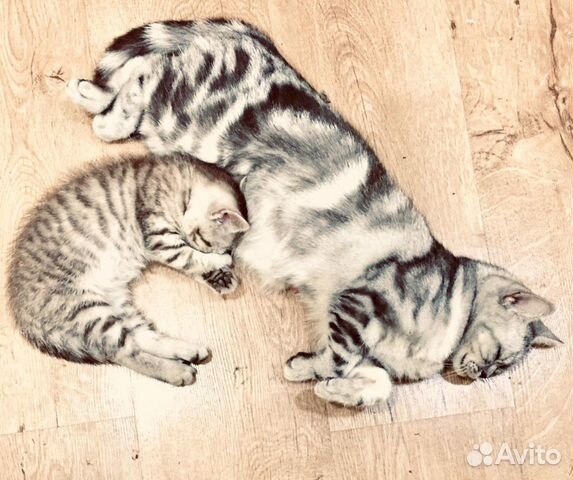 Британка котенок