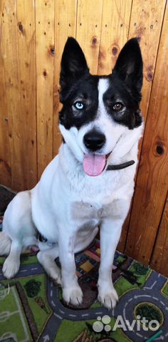 Собака (метис с хаски)