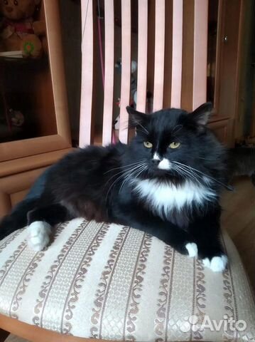 Плюшевый, молодой, красивый котик Пушок в дар