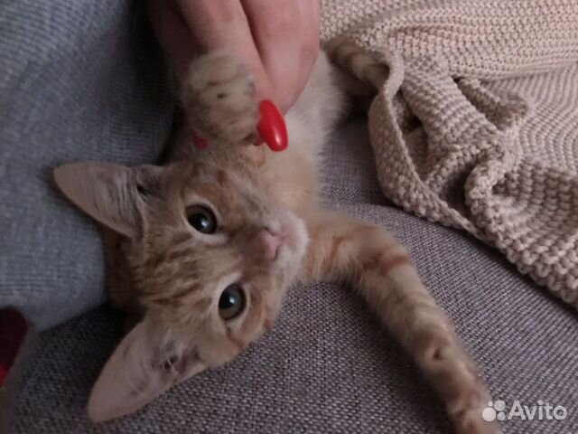 Котёнок