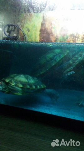 Черепаха