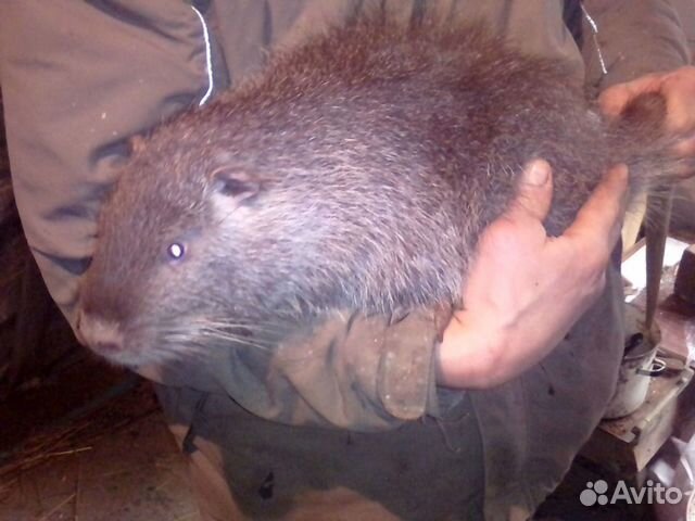 Самец нутрии