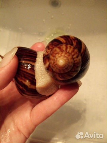 Улитка Achatina Иммакулята вар Иммакулята