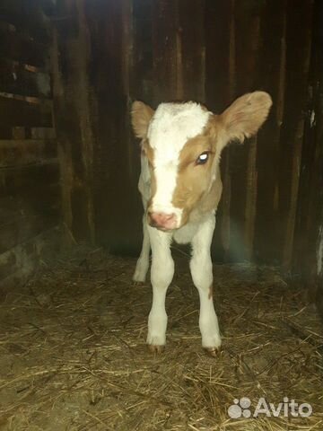 Продам телку