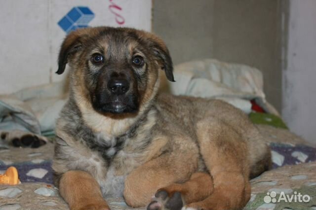 Щенок, 2 месяца, кобелек