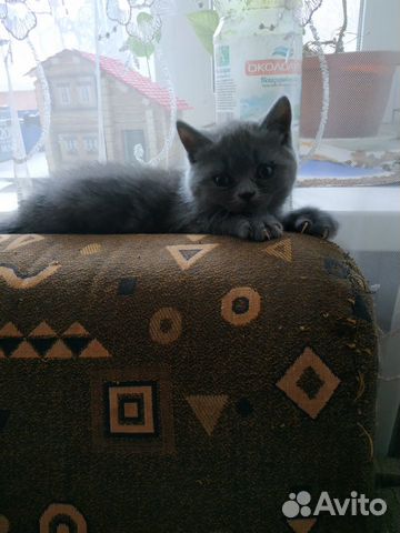 Милые плюши ищут хозяев