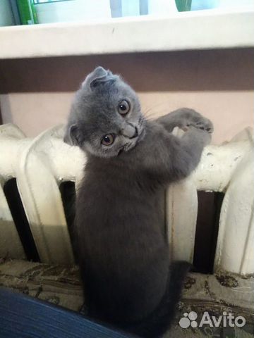 Котёнок шотландец