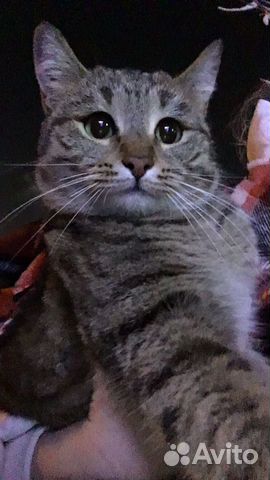 Кошка