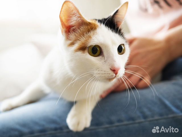 Кошка Печенька