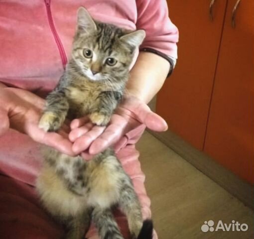 Милая девочка Ася ищет дом