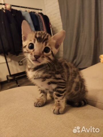 Бенгалы, бенгальские котята