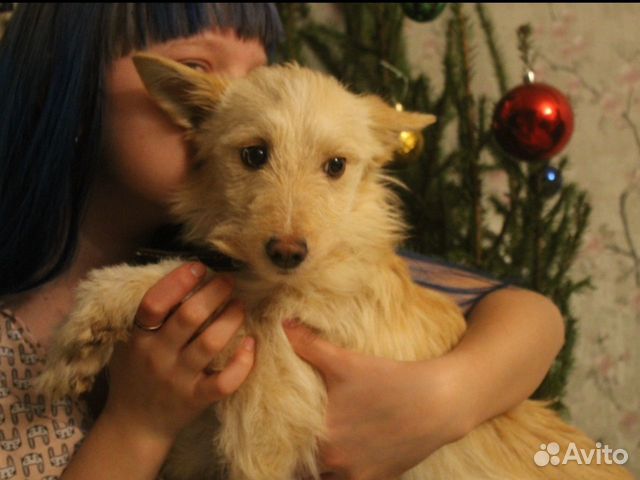 Маленькая собачка Зефирка ищет дом