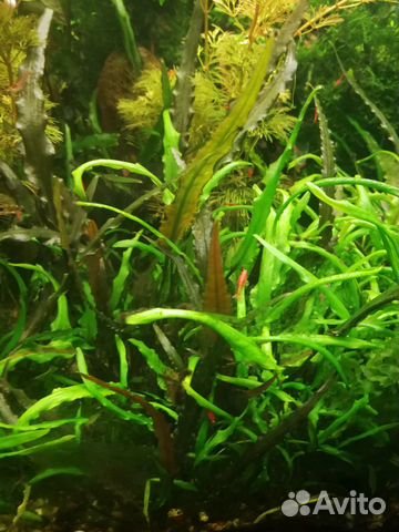 Прополка аквариума