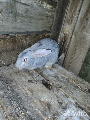 Крол 4 месяца