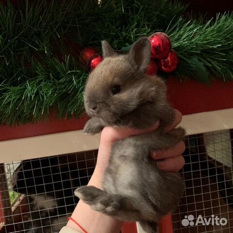 Крольчонок Декоративный 1 месяц