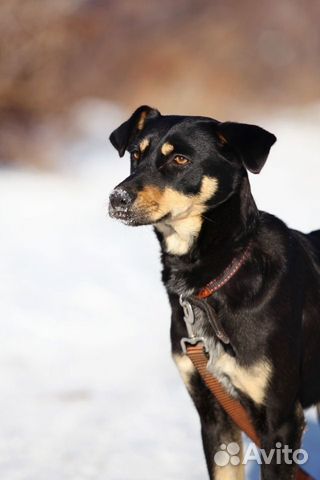 Джулия. Трогательная собака в добрые руки