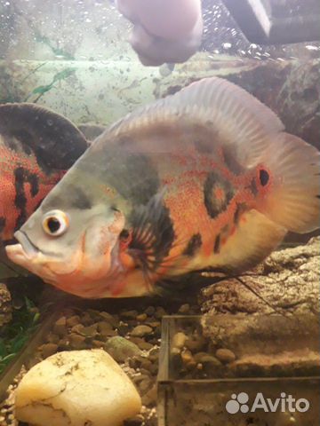 Аквариумные рыбы.(глазчатый астронотус) цена за 1ш