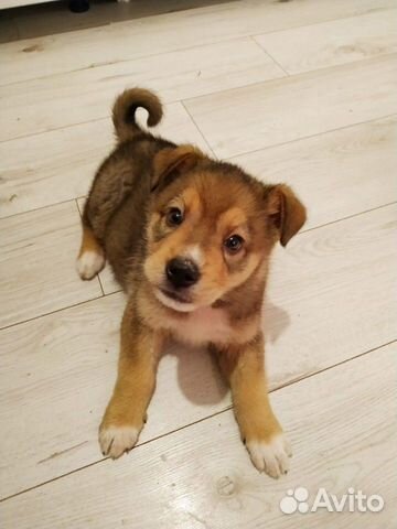 Щннок (девочка. 1,5 месяца) в дар, в добрые руки