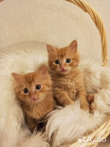 Сибирские котятки