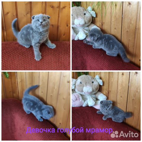 Шотландская Фолд Голубой Мрамор