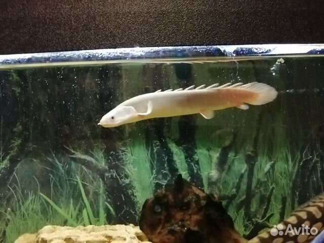 Полиптерус сенегальский