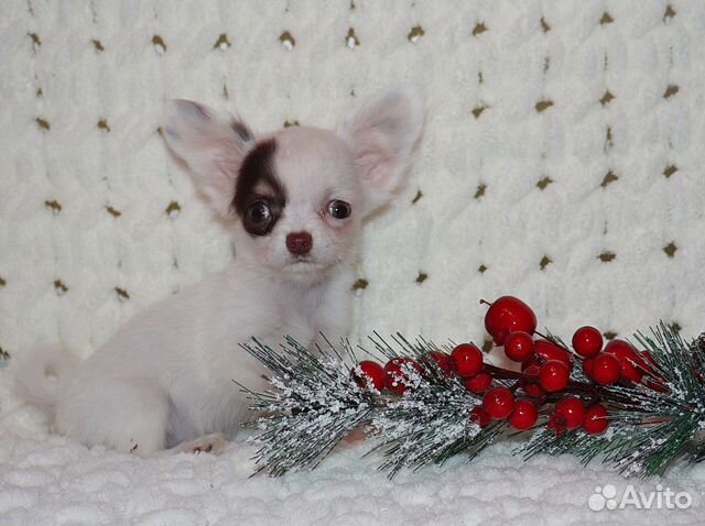 Щенки от супер мини до стандарт