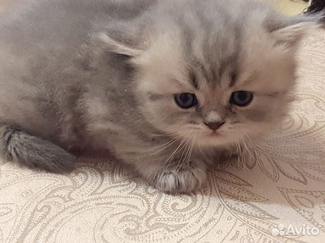 Котик родился 26 декабря,мама британка,папа перс