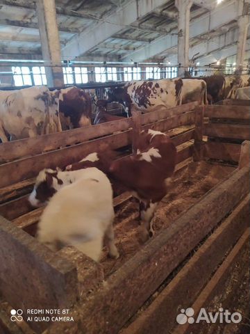 Бычки племенные