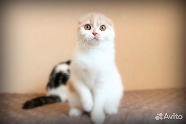 Котик фолдик