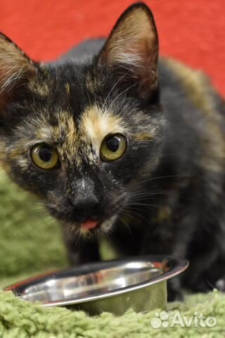 Маленький комочек счастья