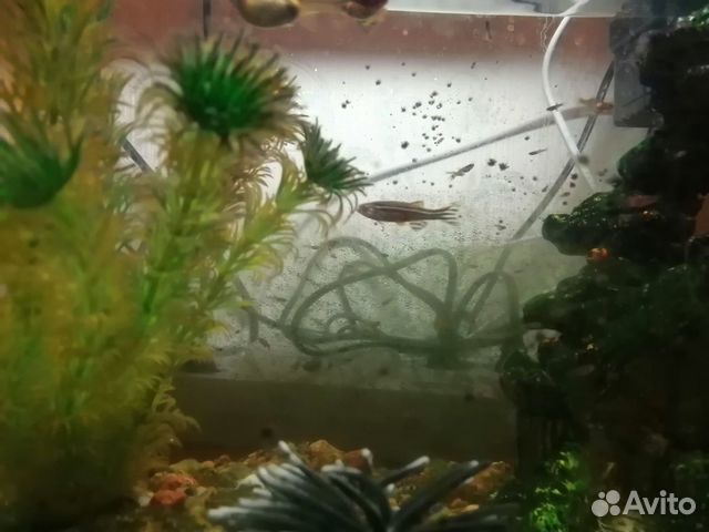 Мальки Гуппи