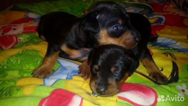 Цвенгпинчер