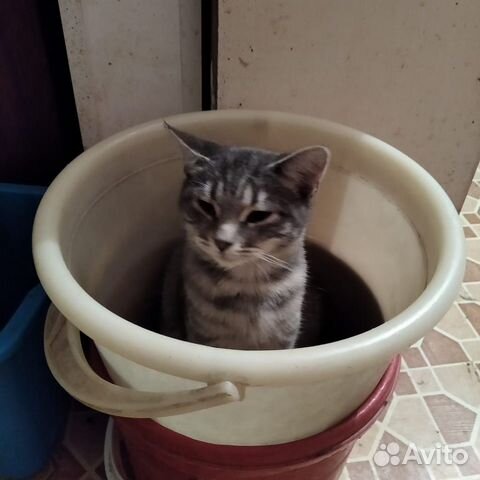 Моисей, 7 месяцев, кастрирован, воспитан