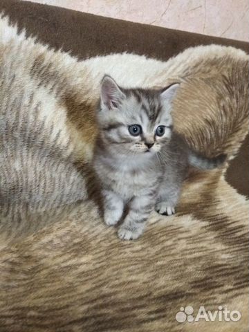 Котята от британки вислойхой