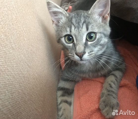 Котёнок
