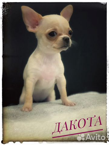 Чихуахуа, девочки