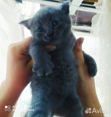 Турецко-ангорские котята