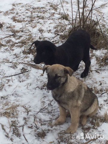 Щенки в добрые руки