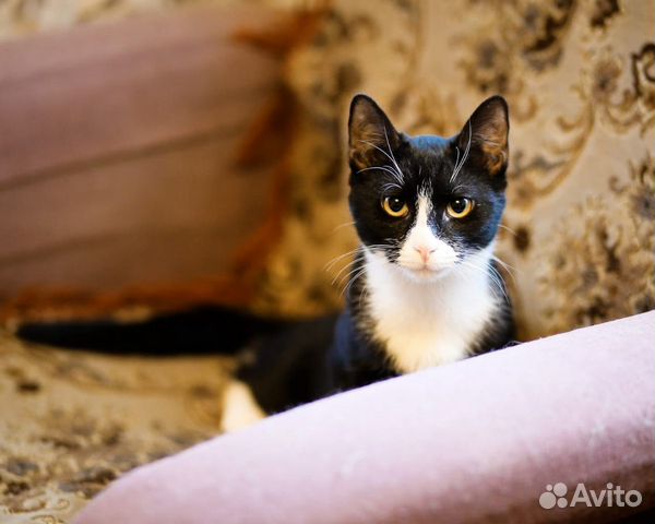 Котёнок Шнурок