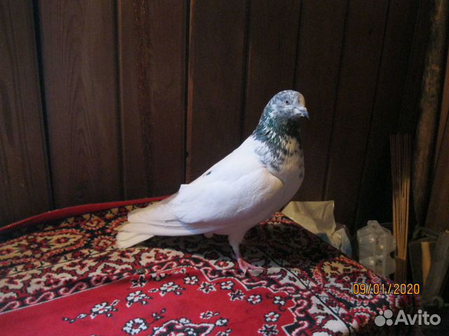 Голубка Пакистанка Обмен