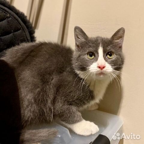 Очень славный котик в дар, 4 мес