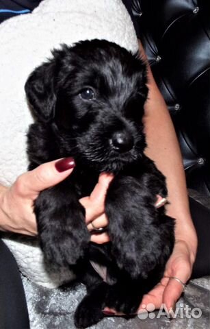 Продаю щенка Ризеншнауцера