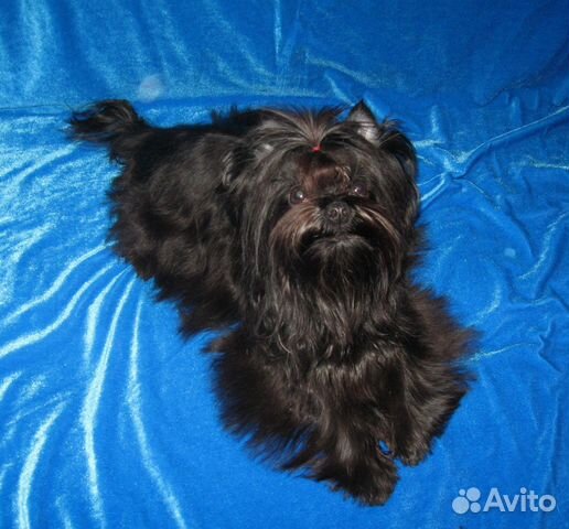 Щенок Русской Салонной