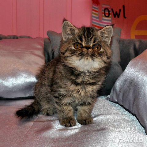 Экзотические котята